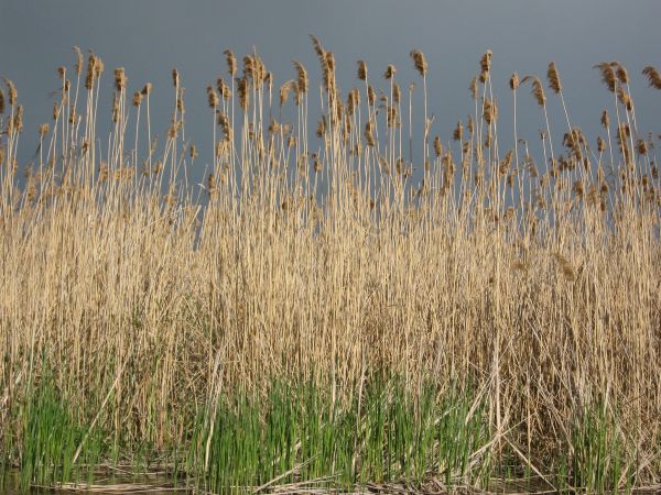 tall grass texture 0008 - Texturelib